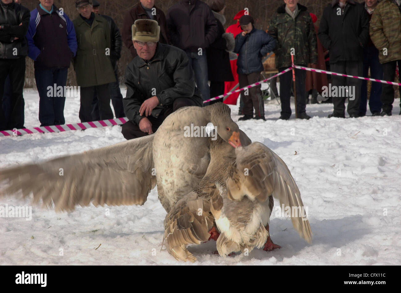 Traditional geese fighting in the town of Pavlovo of Nizhni Novgorod ...