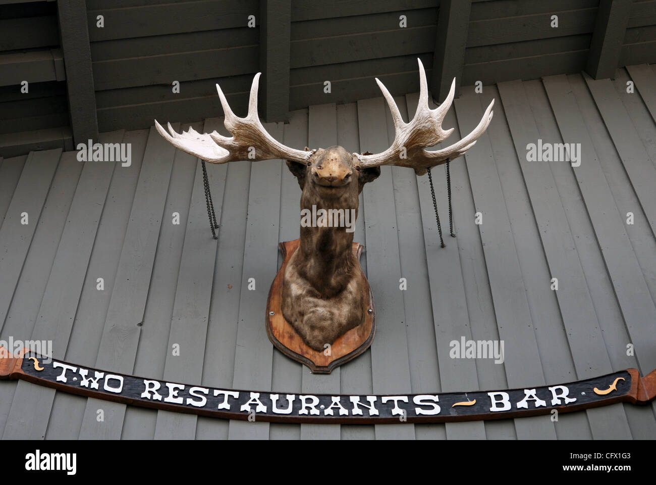 Mar 18, 2007 - Jackson Hole, WY, USA - A large moose trophy hangs ...