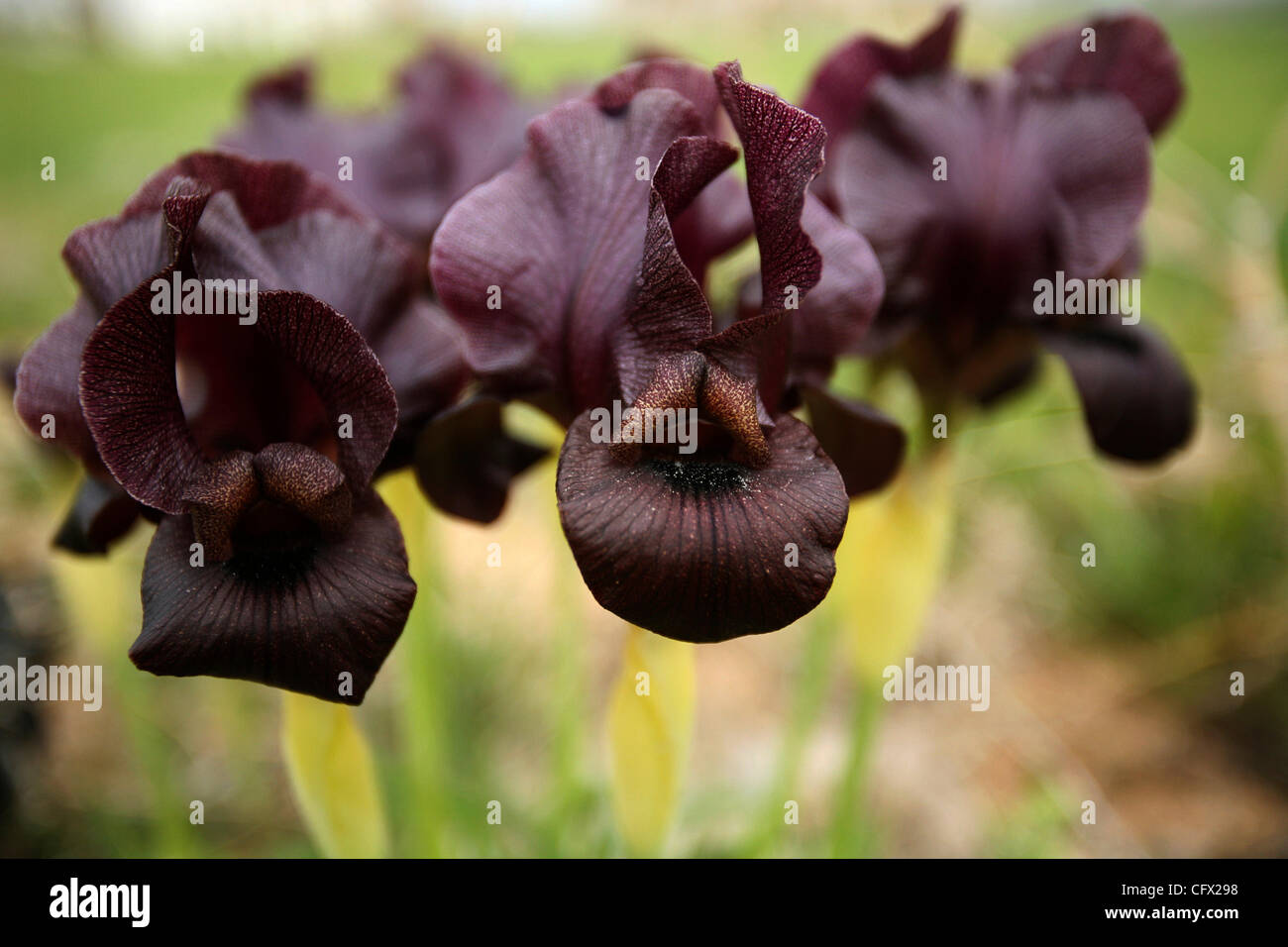 The black iris is Jordan's national flower. Here seen in a vacant lot ...