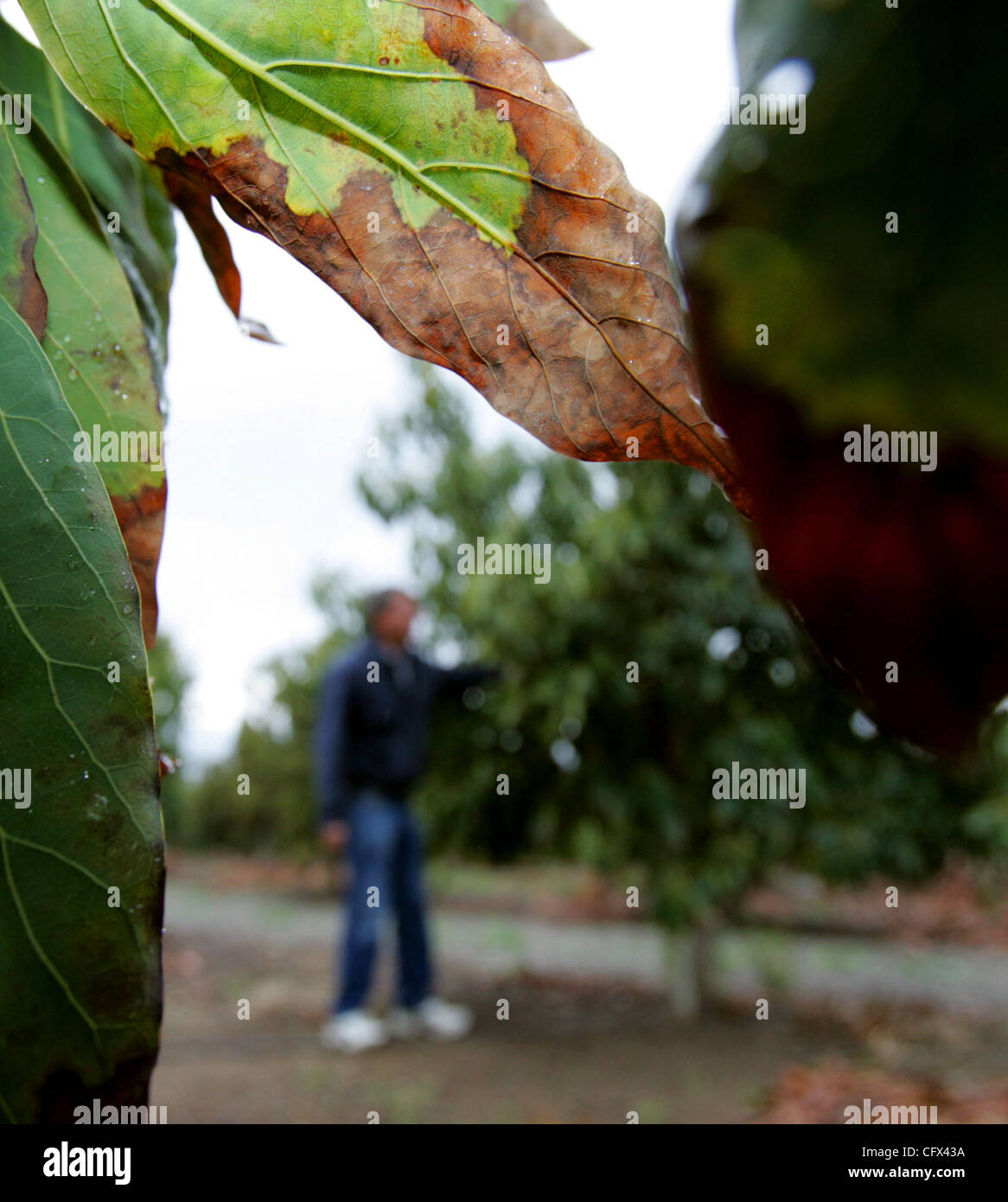 March 21, 2007, Pauma Valley, California, USA Al Stehly walks through ...