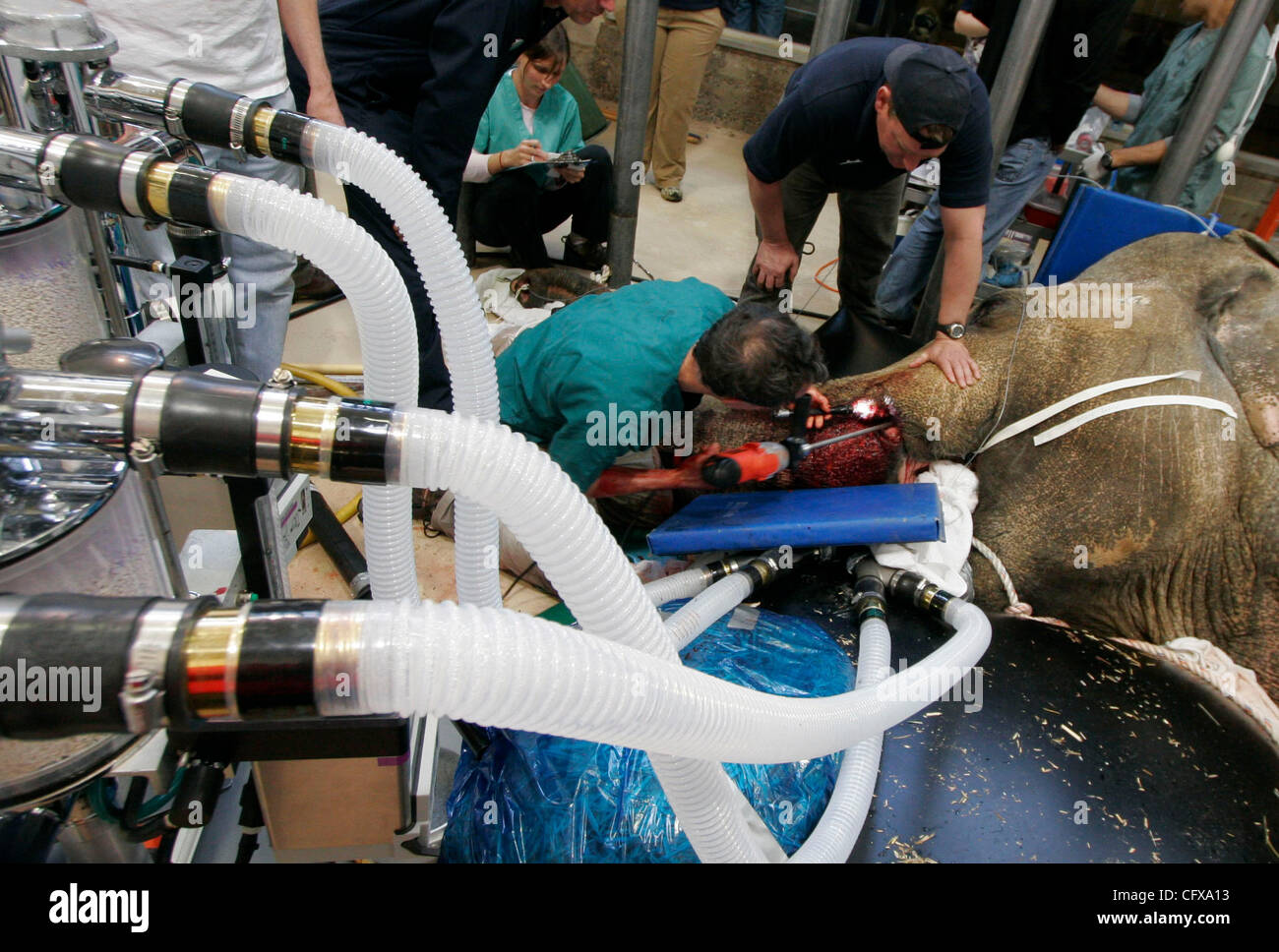Apr 01, 2007 - Portland, Oregon - Dentist RON TRIBBLE, who works on a ...