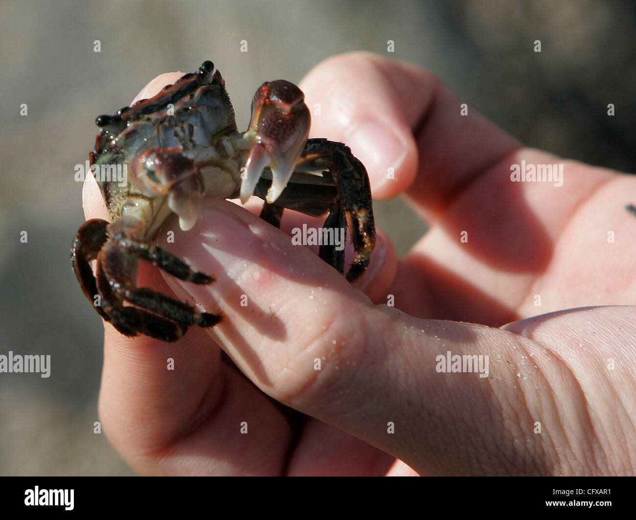 Coronado story hi-res stock photography and images - Alamy