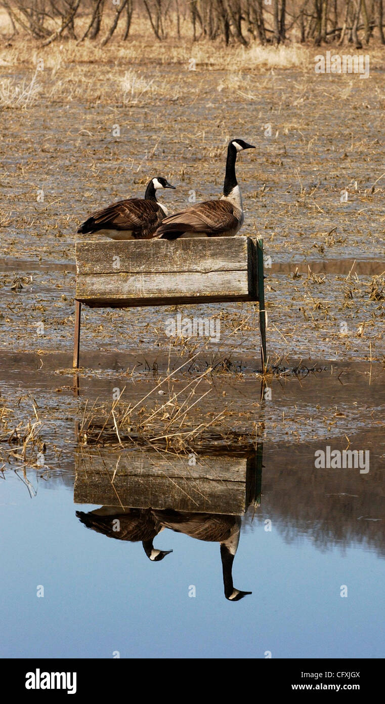 Whitewater State Park,Mn.,Sat.,April 14, 2007--A goose and gander use ...
