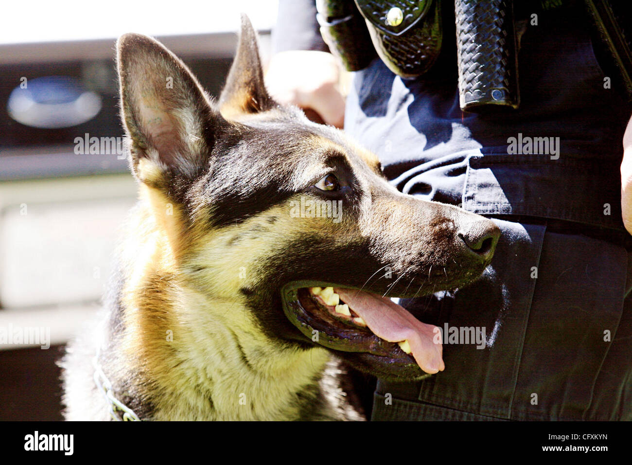 Dublin police new canine Aldo handled by officer Tim Philpps.(Mike ...