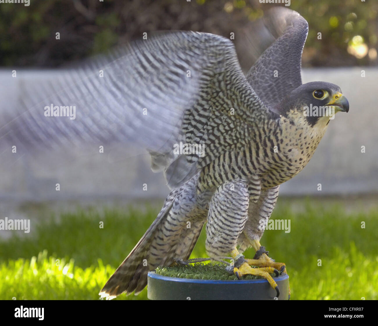 Savell hi-res stock photography and images - Alamy