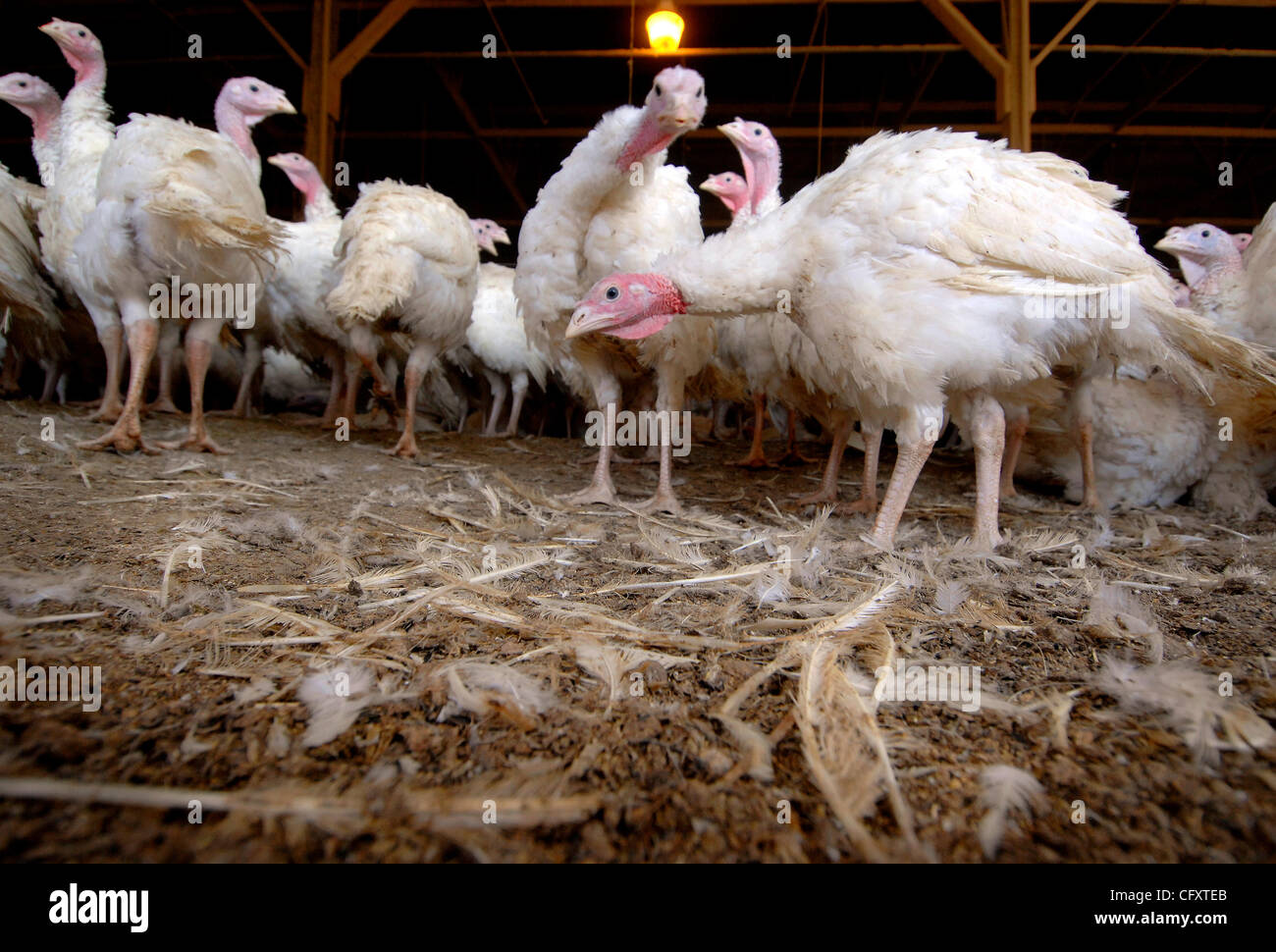 Litchfield minnesota hi-res stock photography and images - Alamy