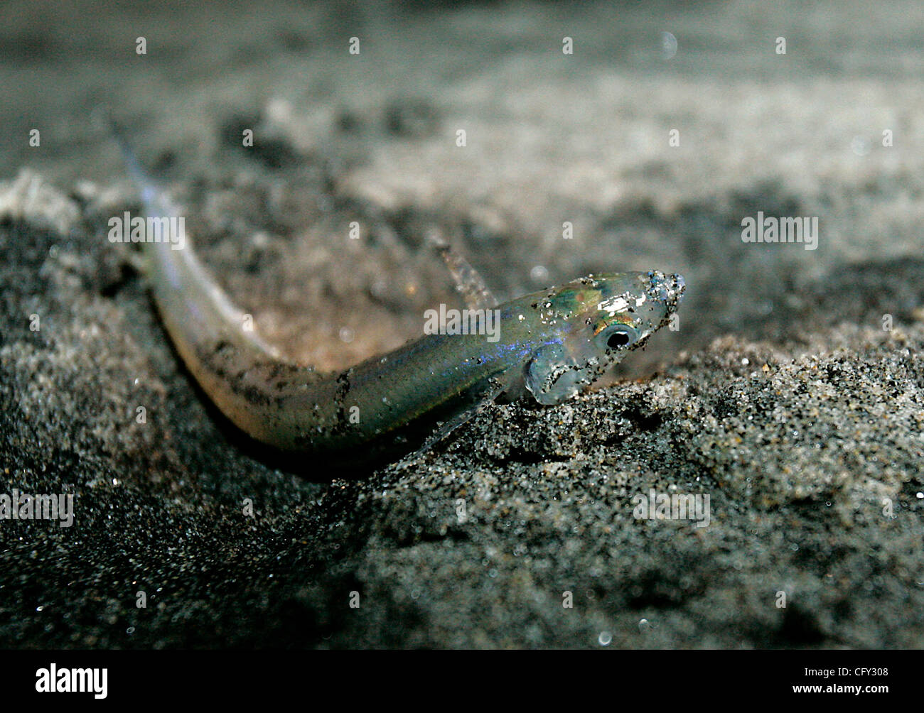 California grunion leuresthes tenuis hi-res stock photography and ...