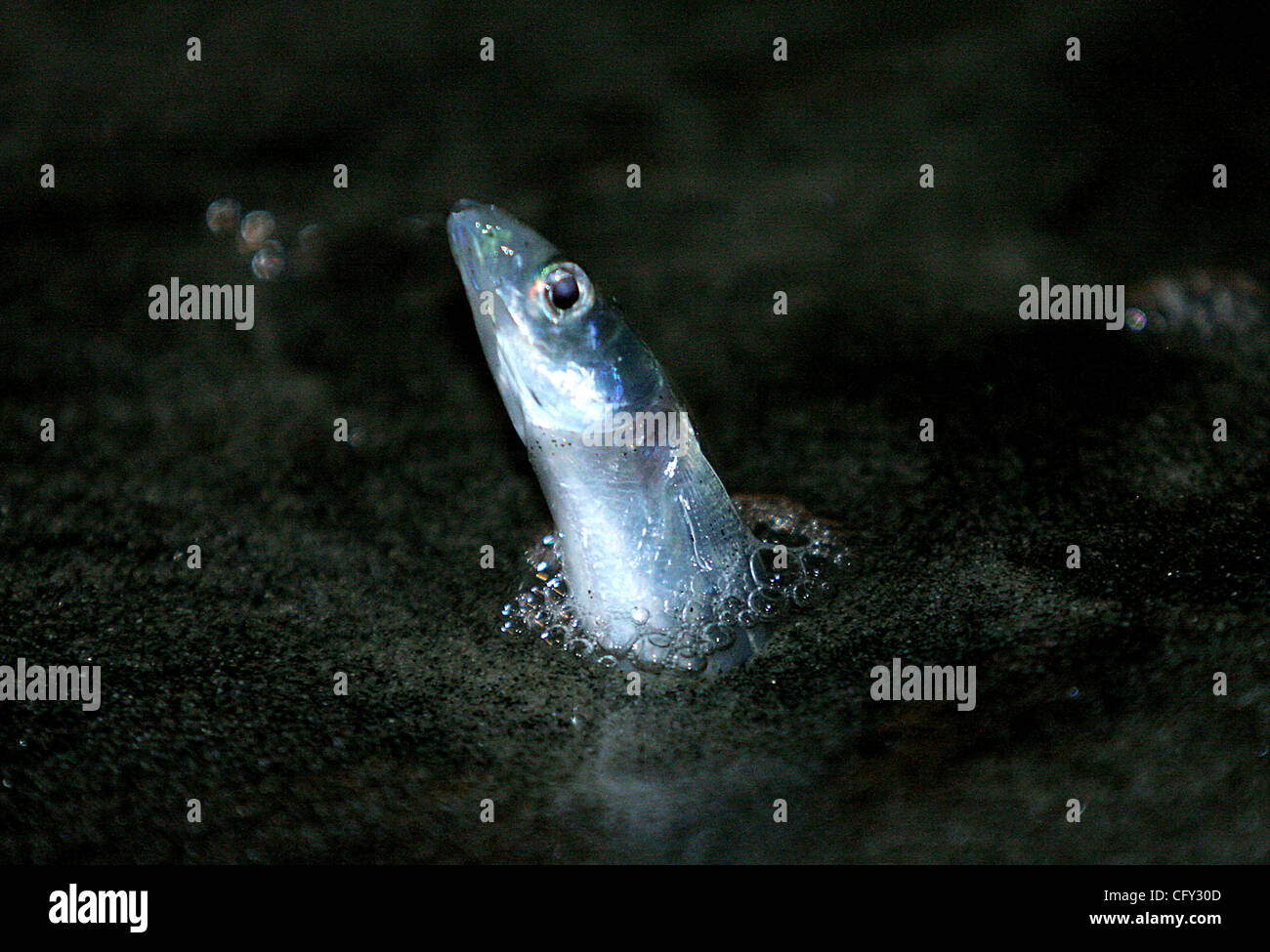 California grunion leuresthes tenuis hi-res stock photography and ...