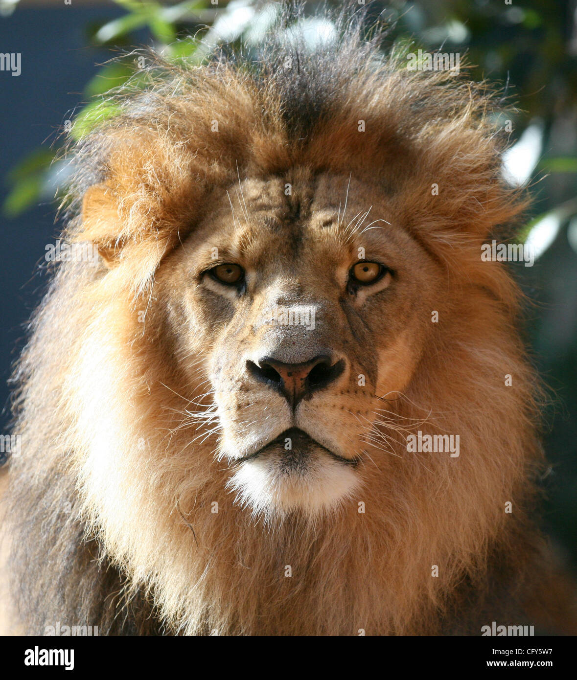 May 07, 2007 - Sydney, NSW, Australia - An African lion at the Taronga ...