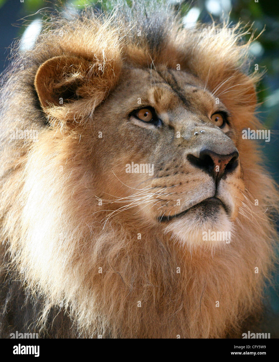 May 07, 2007 - Sydney, NSW, Australia - An African lion at the Taronga ...