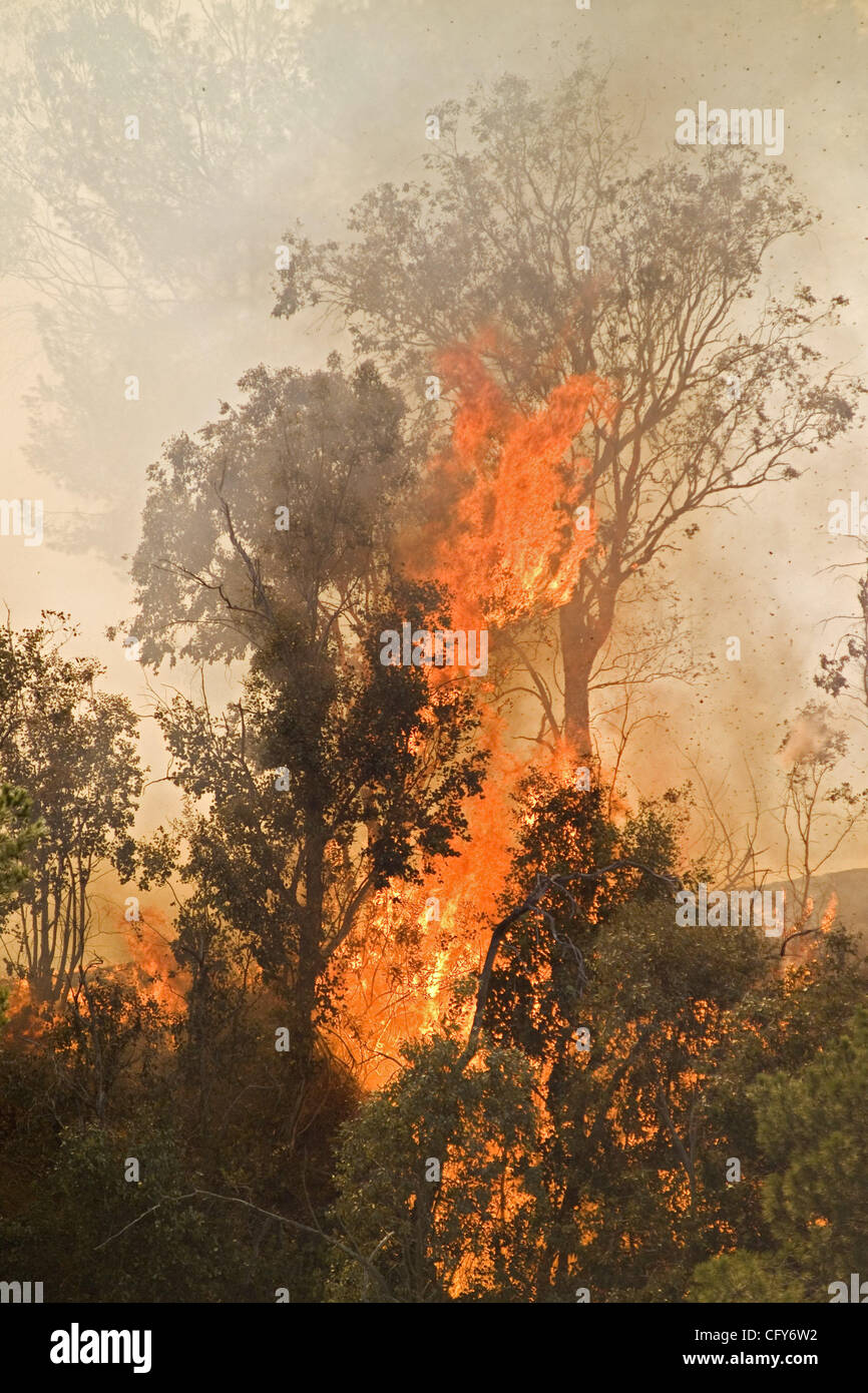 A brush fire gets out of control in Griffith Park, Los Angeles ...
