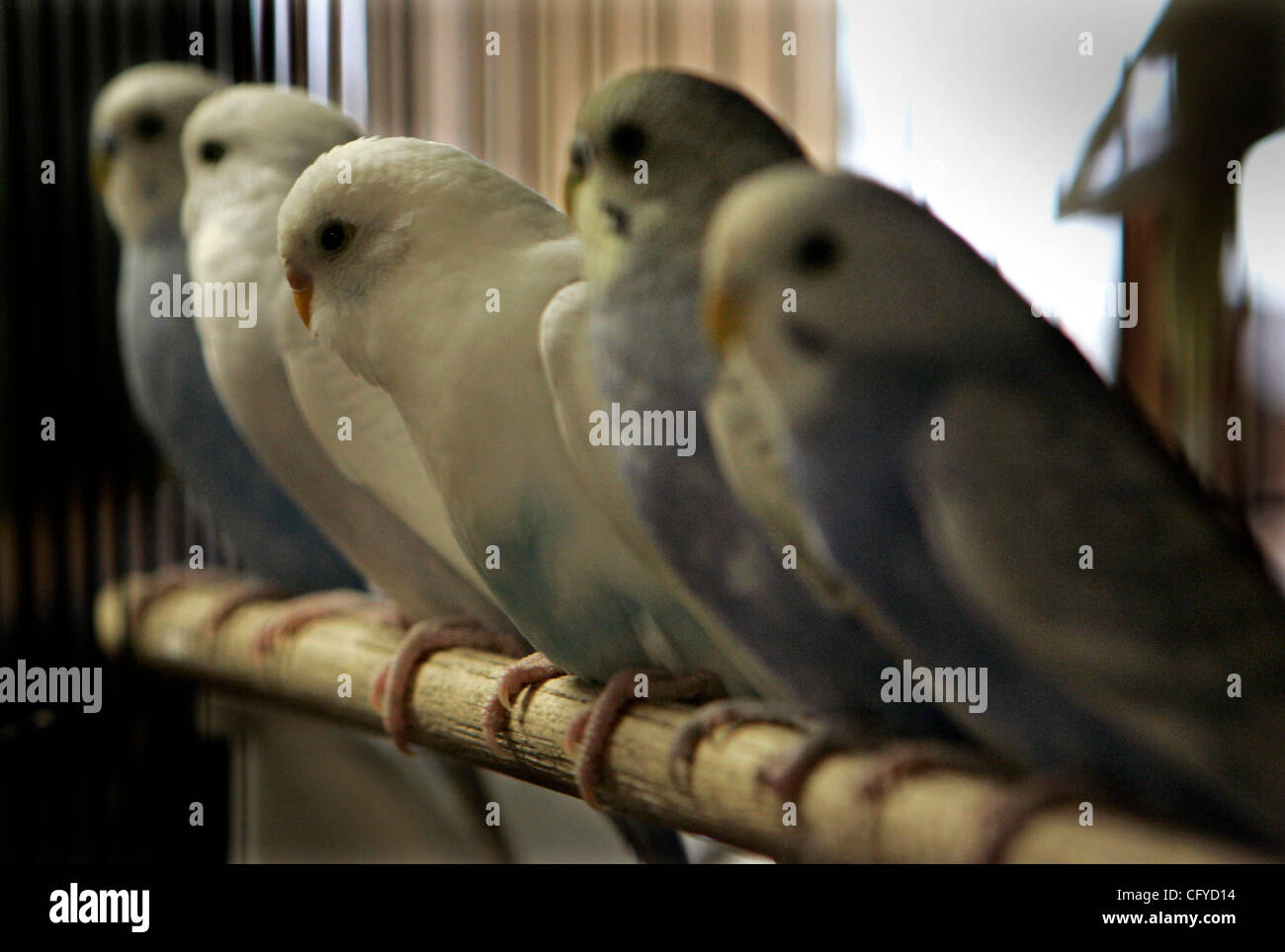 Lemon grove california hi-res stock photography and images - Alamy