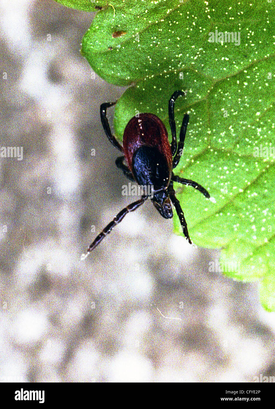 Taiga tick hi-res stock photography and images - Alamy
