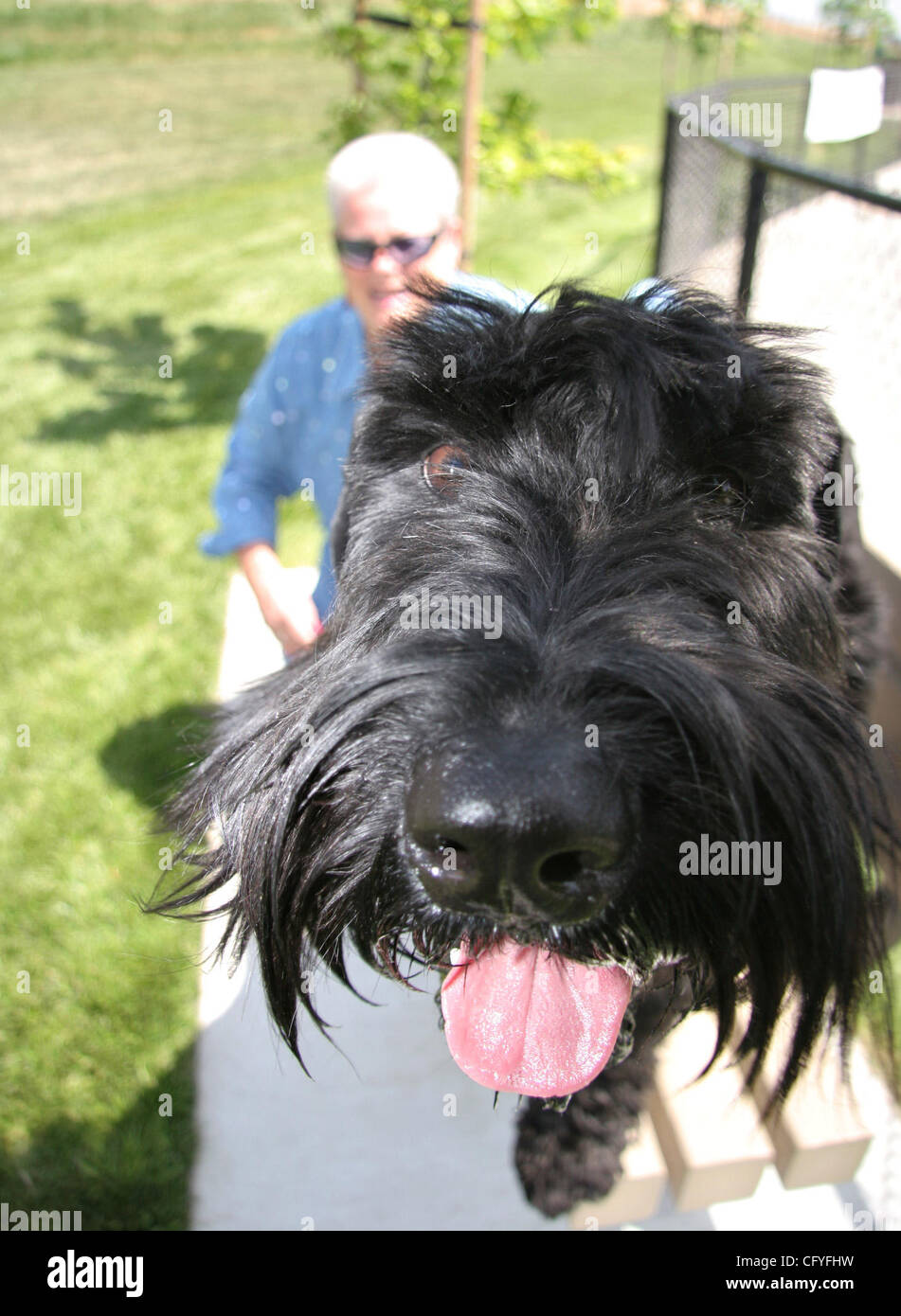 Gail Olsen's giant schnauzer, Tux, seemed enjoy his day at the ...