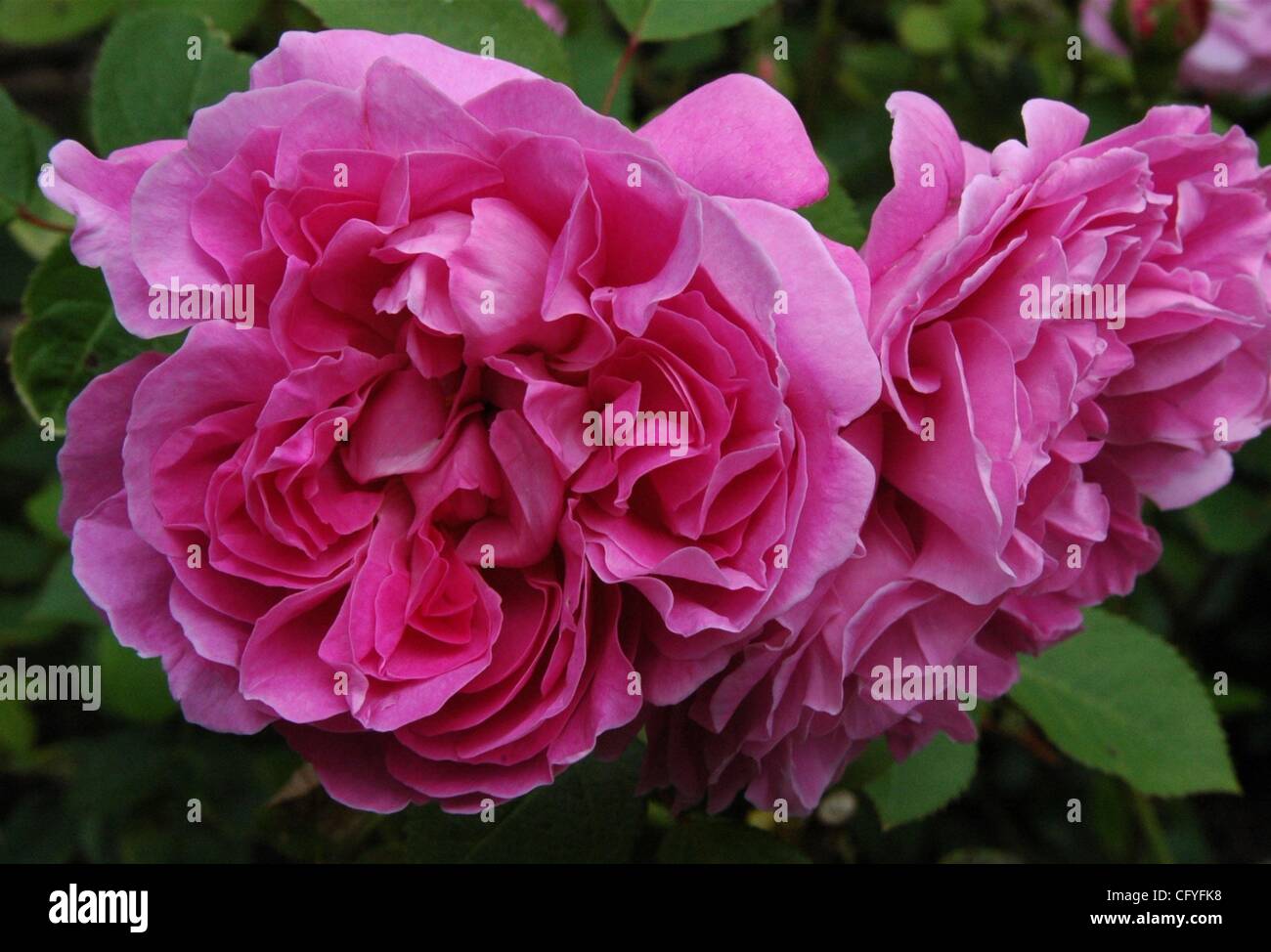 May 17, 2007 - Independence, Kentucky, USA - Flowers in Mrs. Betsy ...