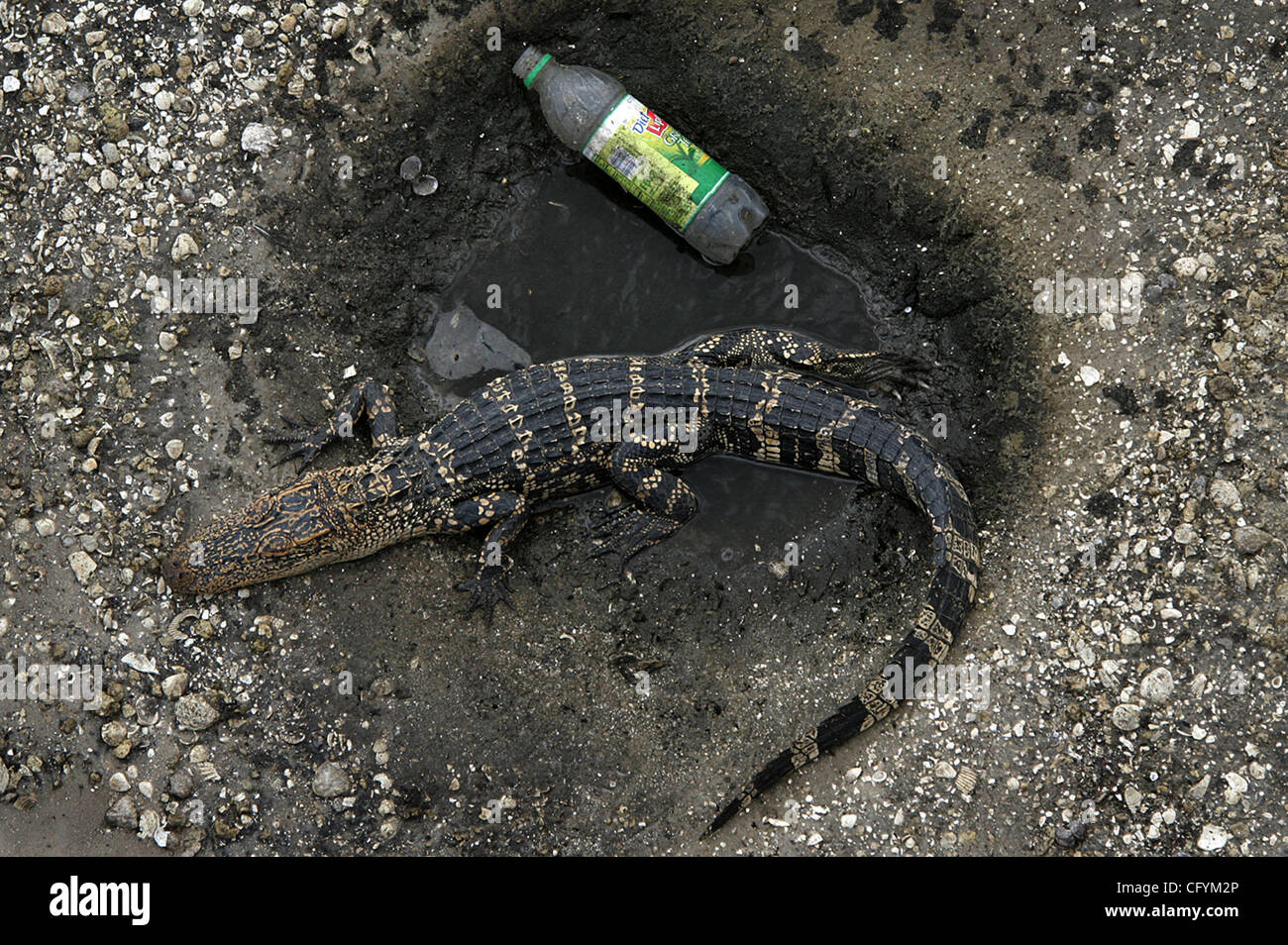 Alligators in mud hi-res stock photography and images - Alamy