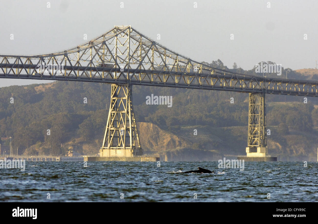 The two wayward humpback whales, Delta & Dawn, make their way past the ...