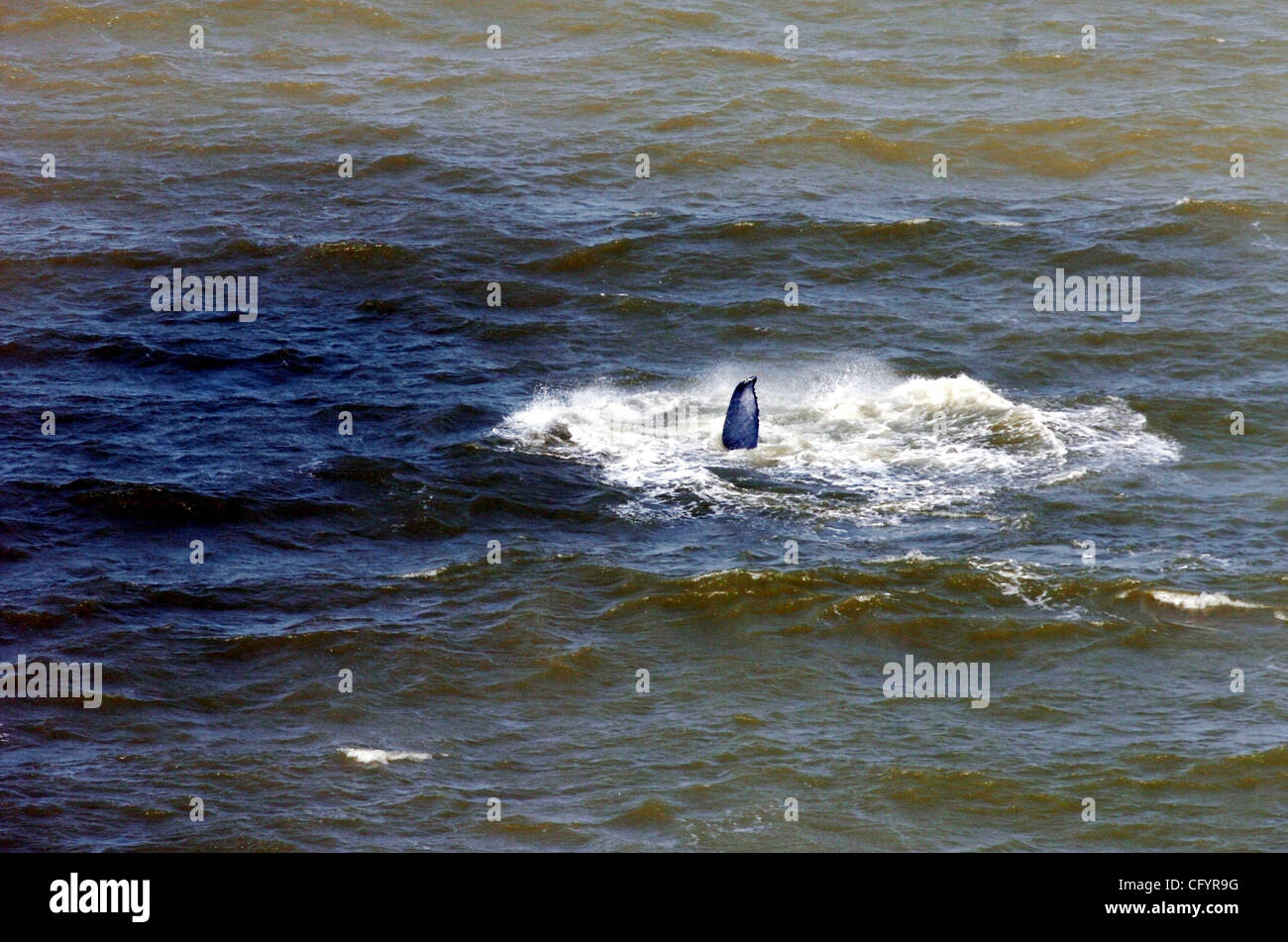 One of the wayward humpback whales shows a fin after passing under the ...