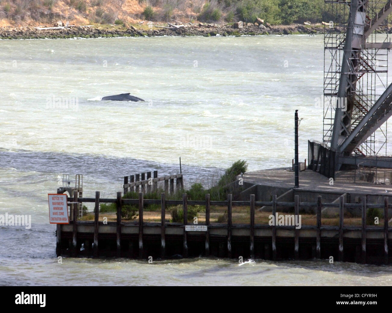 One of two wayward humpback whales swims past a pier of the old ...