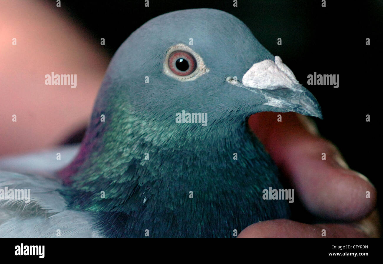 Carol castro hi-res stock photography and images - Alamy