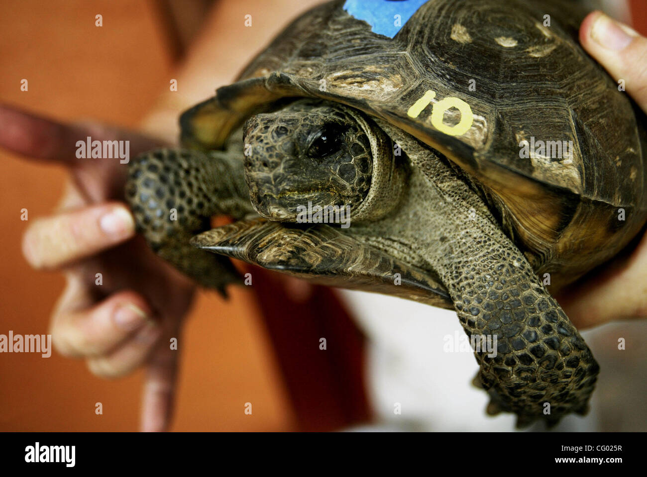 060707 tc met turtle 5 Staff Photos by Erik M. Lunsford/The Palm Beach ...