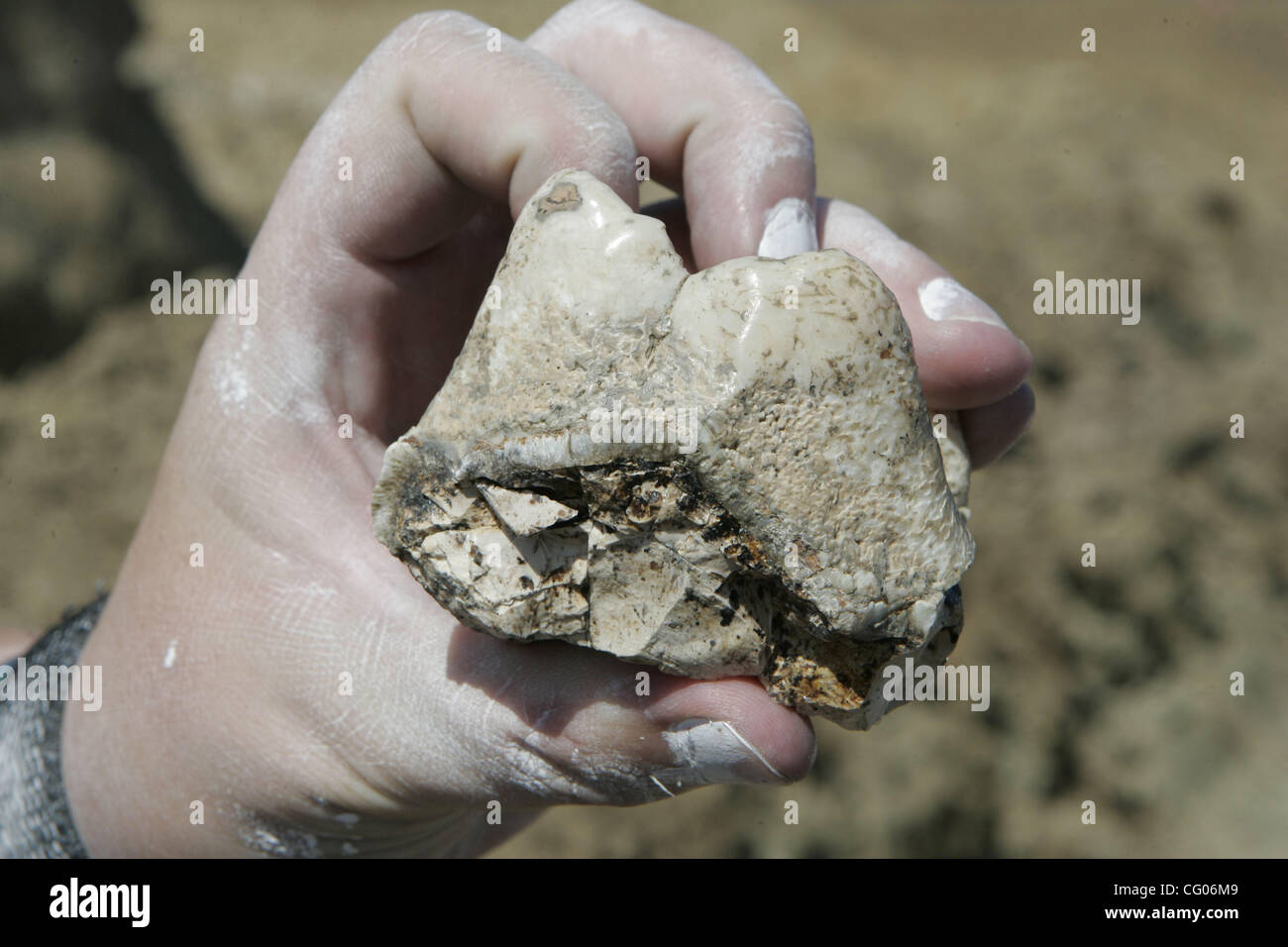 Fossilized molar hi-res stock photography and images - Alamy