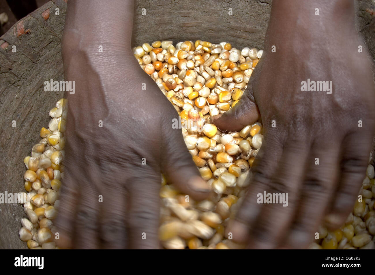 Maize is a staple food of the Ogato family. They take a combination of ...