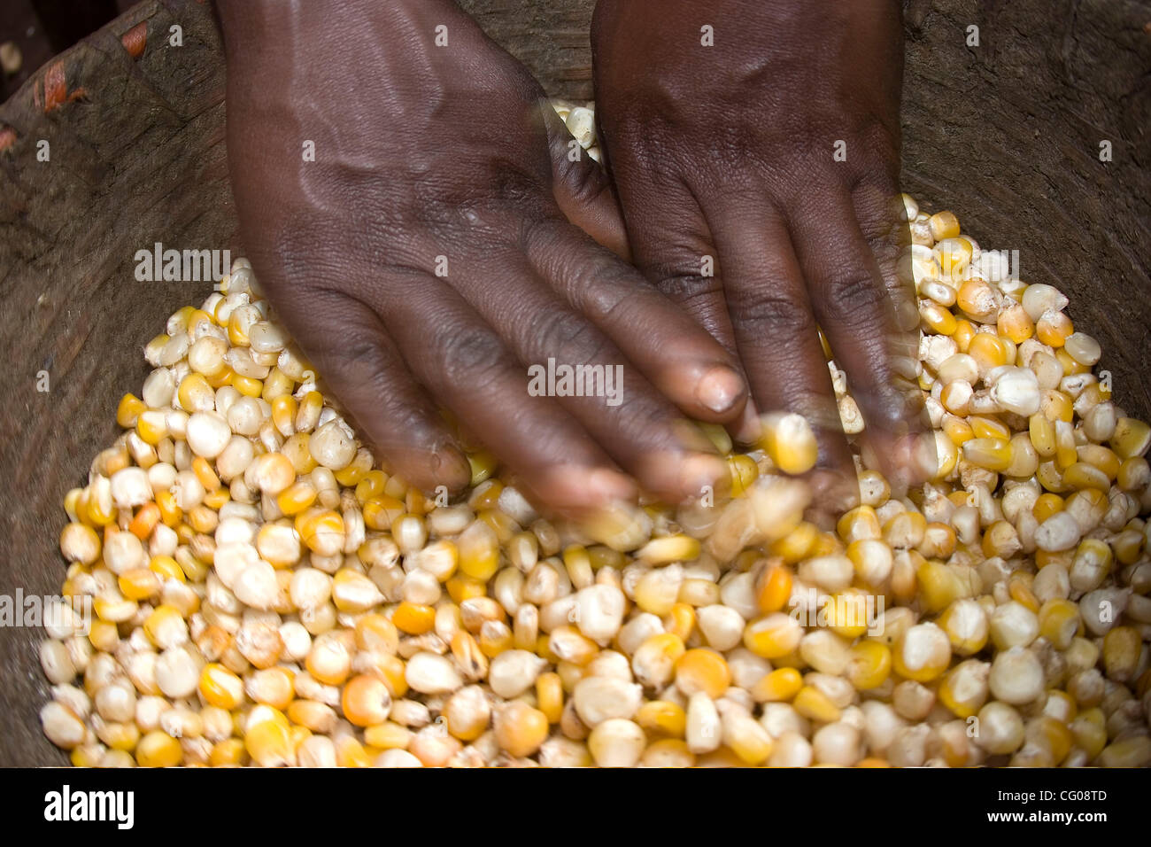 Maize is a staple food of the Ogato family. They take a combination of ...