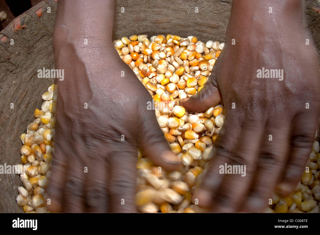 Maize is a staple food of the Ogato family. They take a combination of ...
