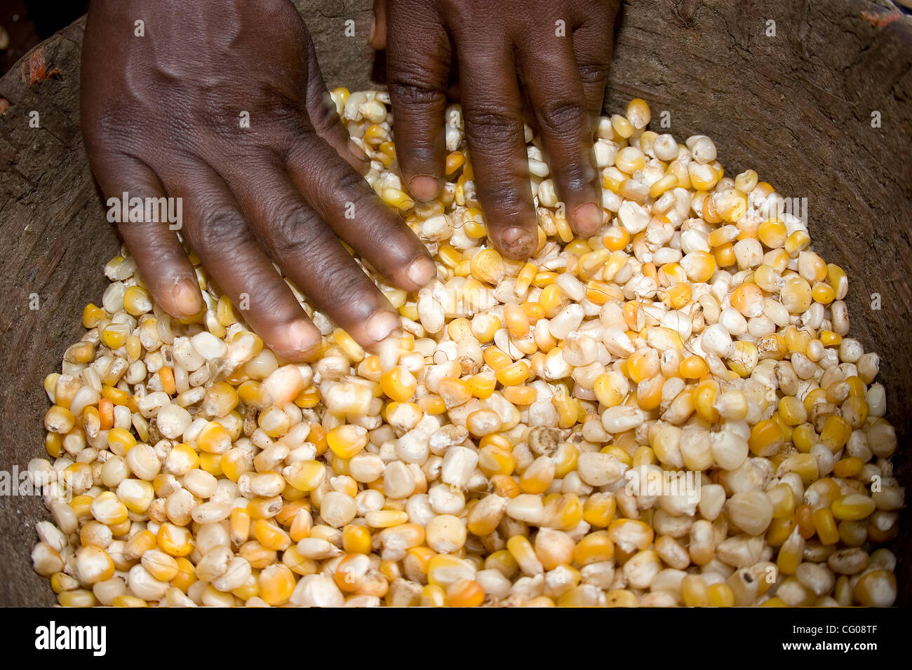 Maize is a staple food of the Ogato family. They take a combination of ...