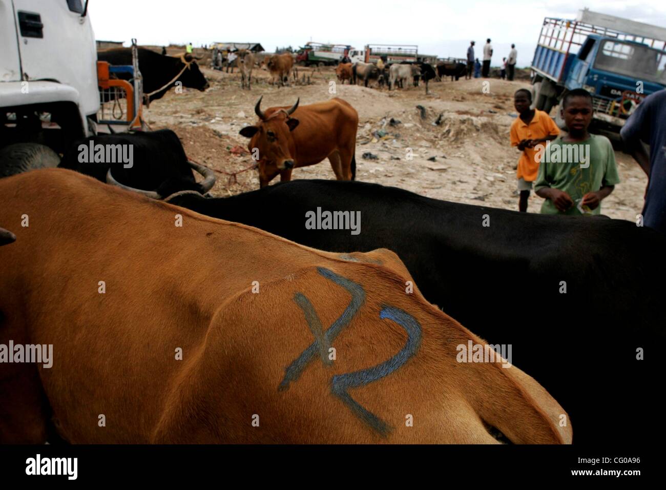 Jun 19, 2007 - Carrefoure, HAITI - Cow number 72 waits to be ...