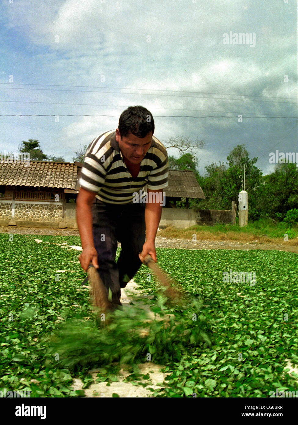 Jun 21, 2007 - Chapare, Bolivia - Coca producers drying coca leaves in ...