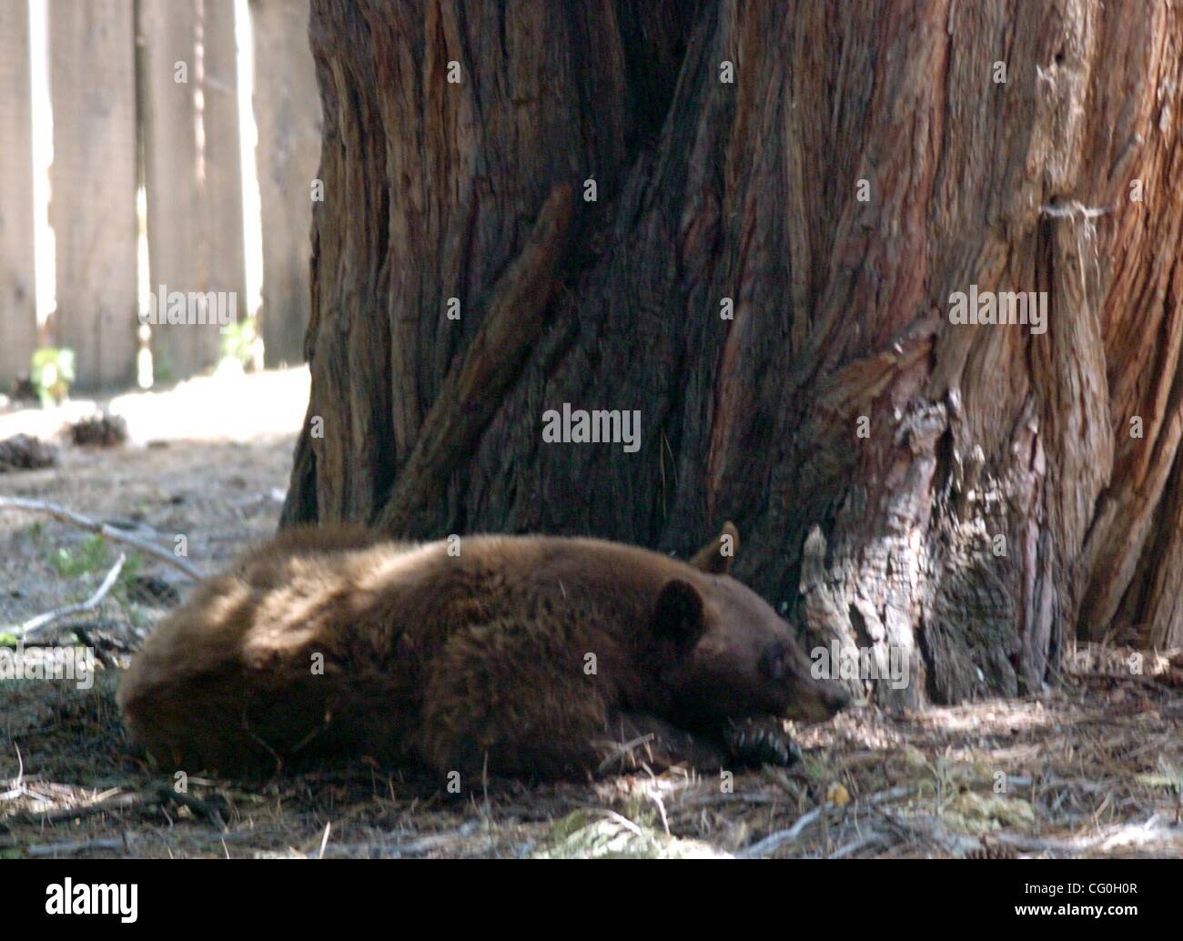 A injured brown bear sits next to a tall redwood tree in between two ...