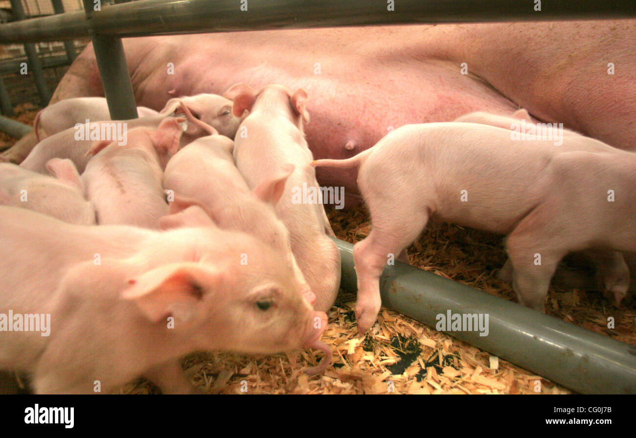 Piglets birth hi-res stock photography and images - Alamy