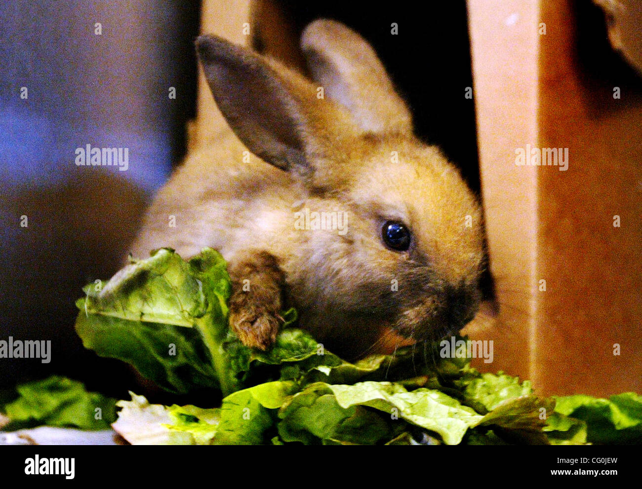 3 weeks old rabbits hi-res stock photography and images - Alamy