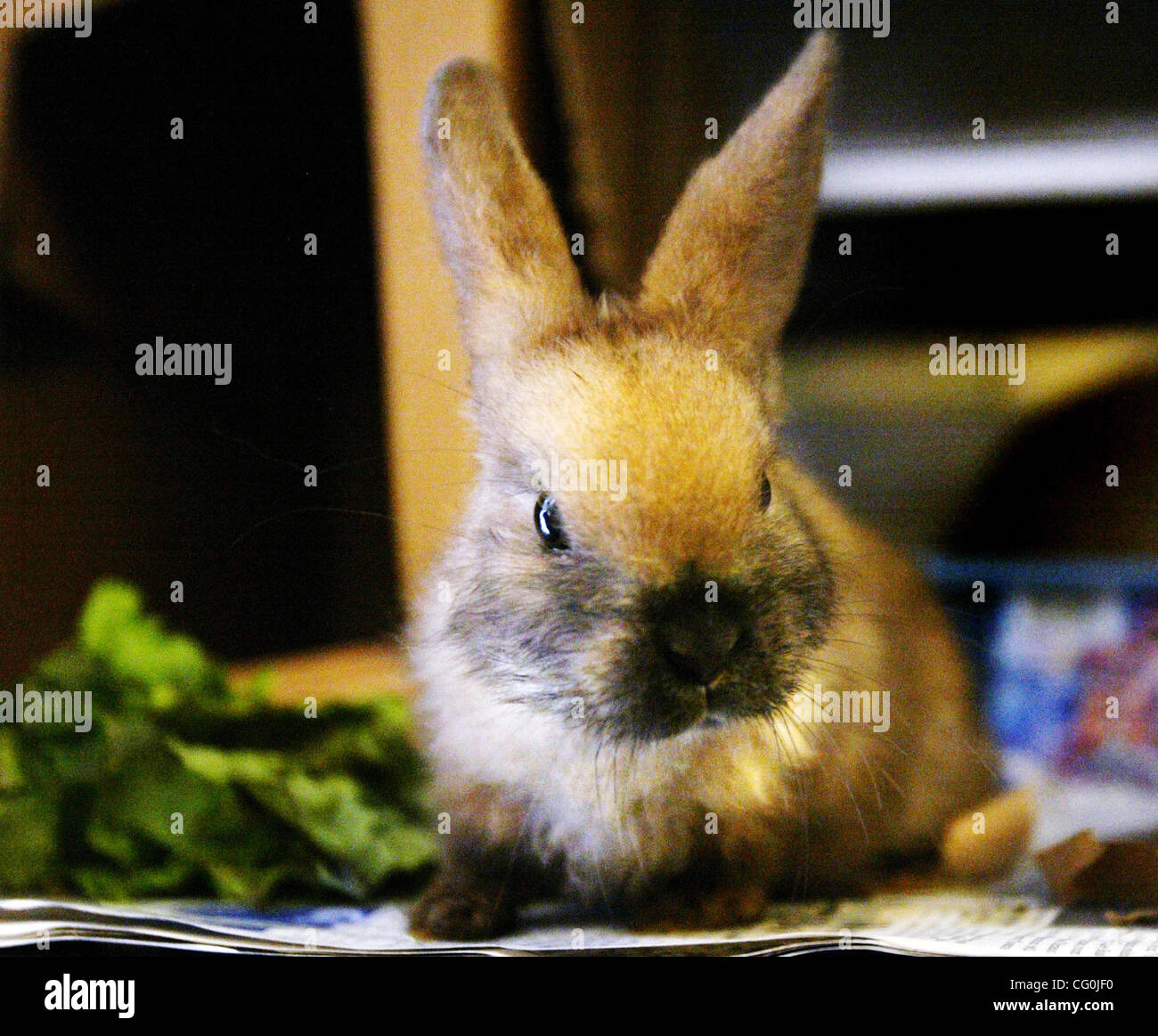 3 weeks old rabbits hi-res stock photography and images - Alamy