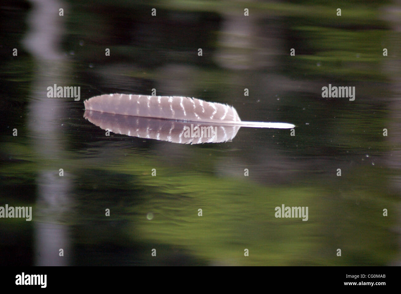 7/6/07: A feather floats along in the clam, slow-moving water of ...