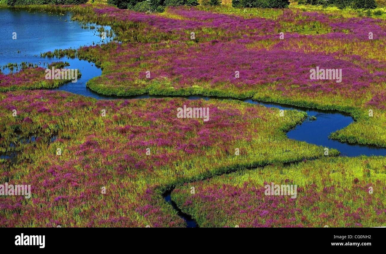 Purple loose strife invasive species hi-res stock photography and ...
