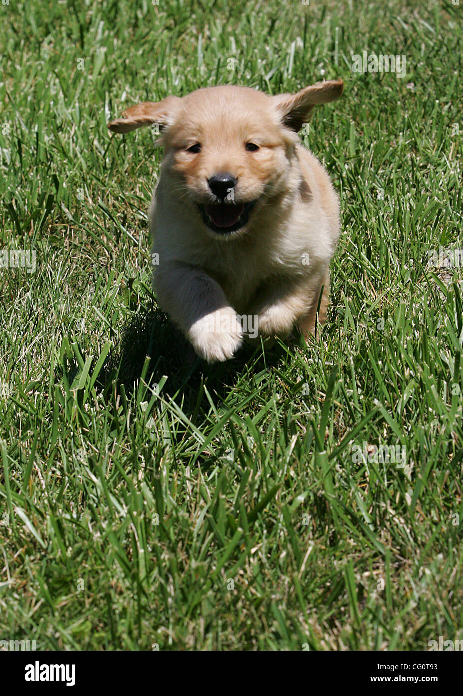 What Do I Feed My 6 Week Old Puppy