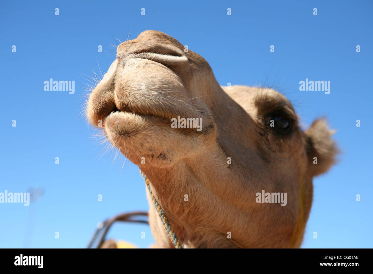 Jul 14, 2007 - Alice Springs, Northern Territory, Australia - The first ...