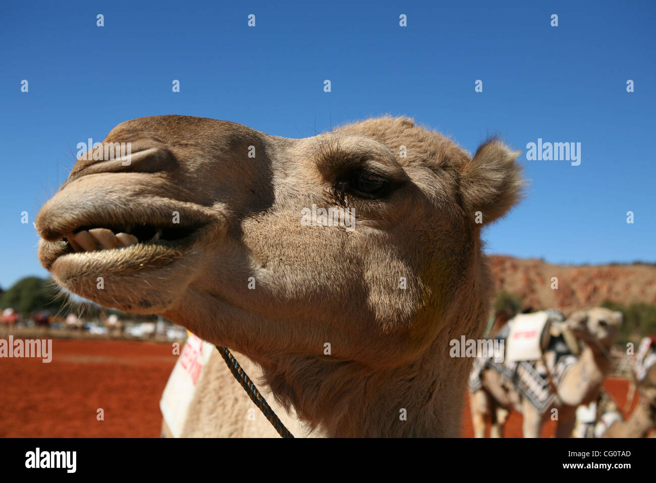 Jul 14, 2007 - Alice Springs, Northern Territory, Australia - The first ...