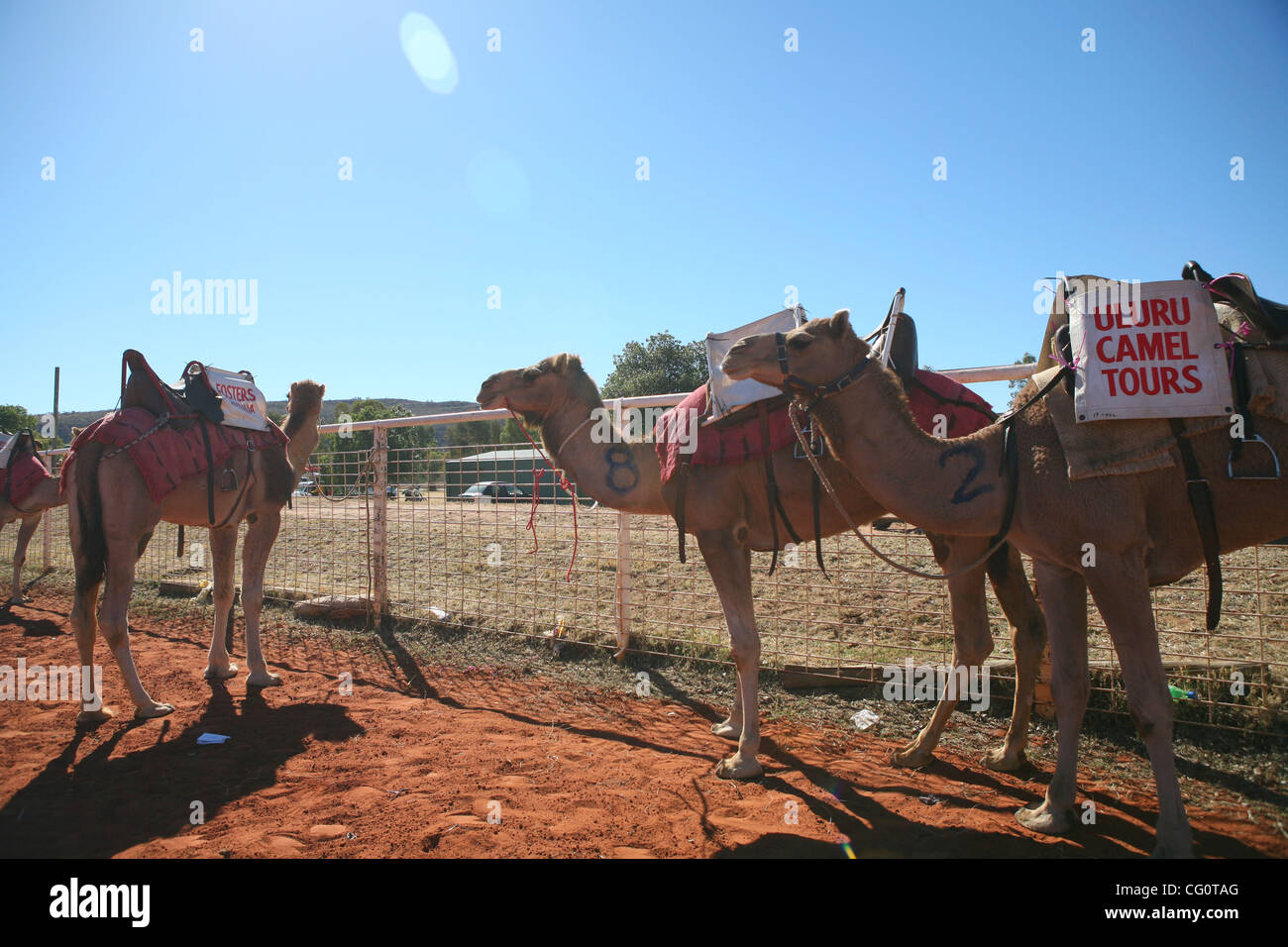 Australia outback camel race hi-res stock photography and images - Alamy
