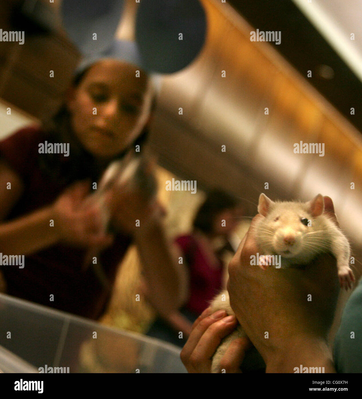 July 14th, 2007 - Blaine, MN, USA - Rat breeder Katie Hughes of St ...