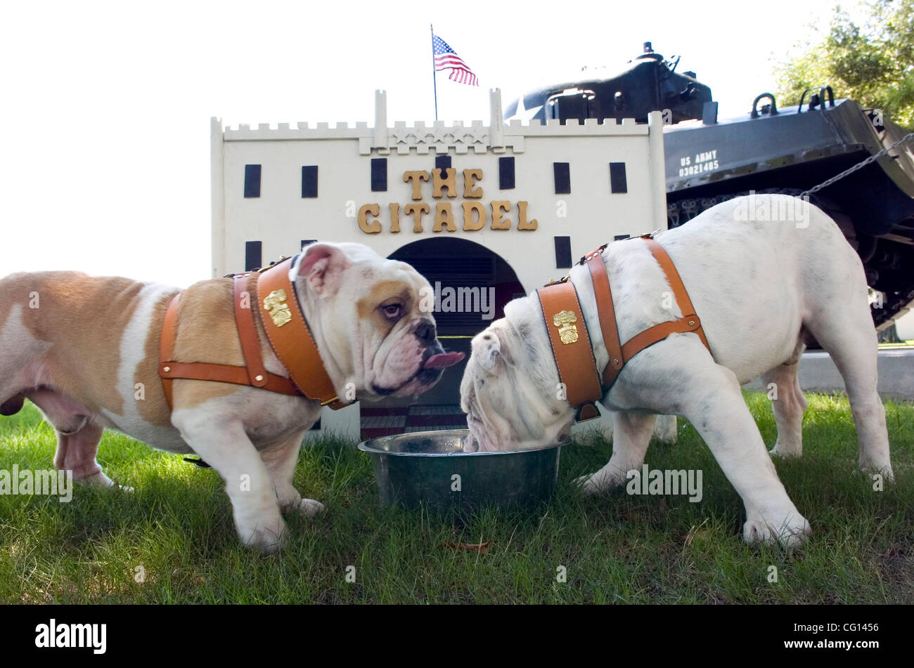 CHARLESTON, SC - JULY 23: English bulldog mascots General, left, and ...