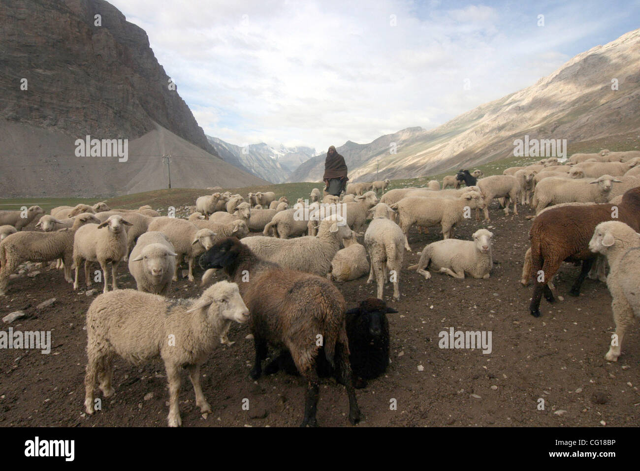 Nomadic bakarwals hi-res stock photography and images - Alamy