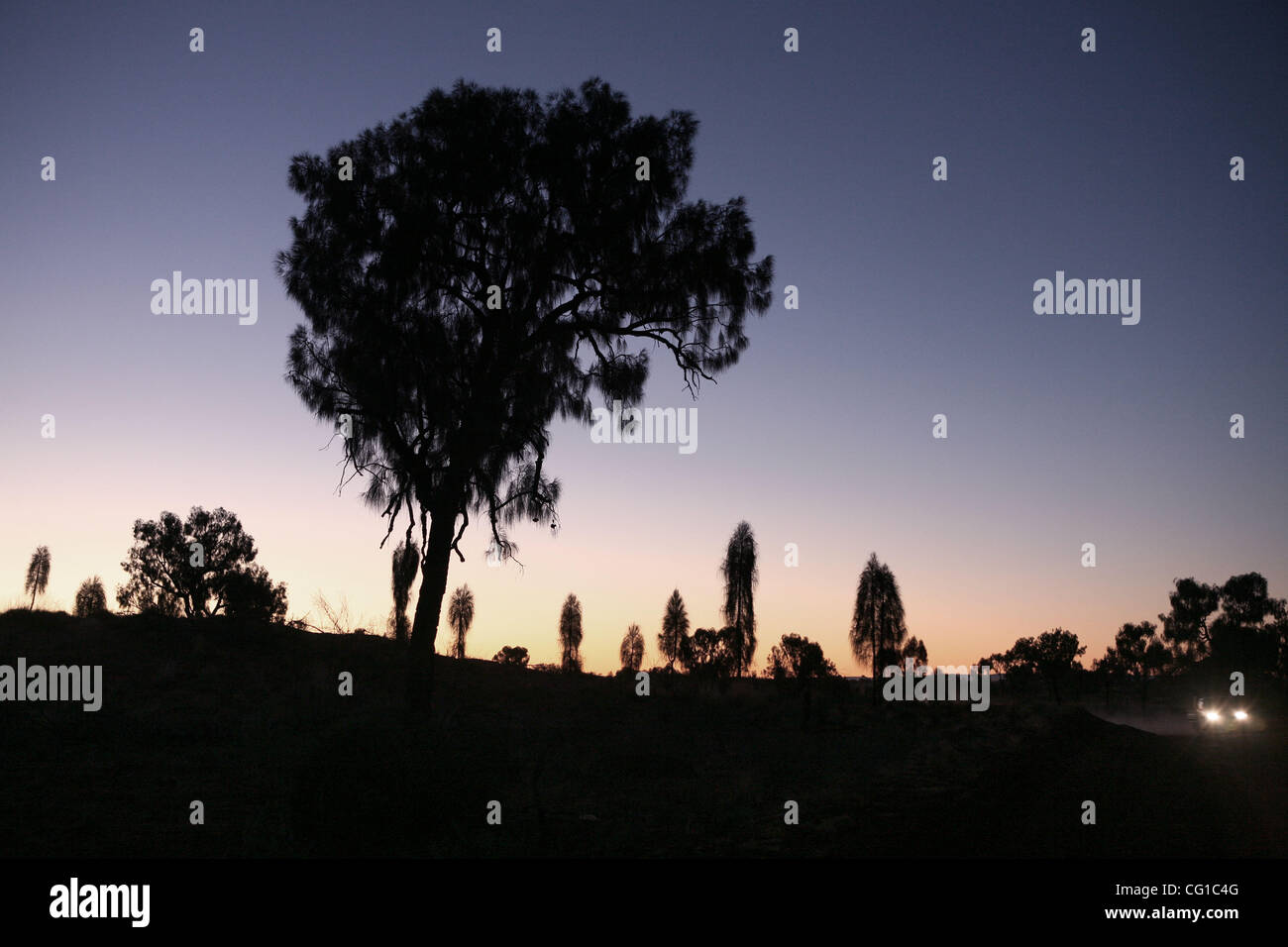 Aug 05, 2007 - Alice Springs, Northern Territory, Australia - Trees are ...