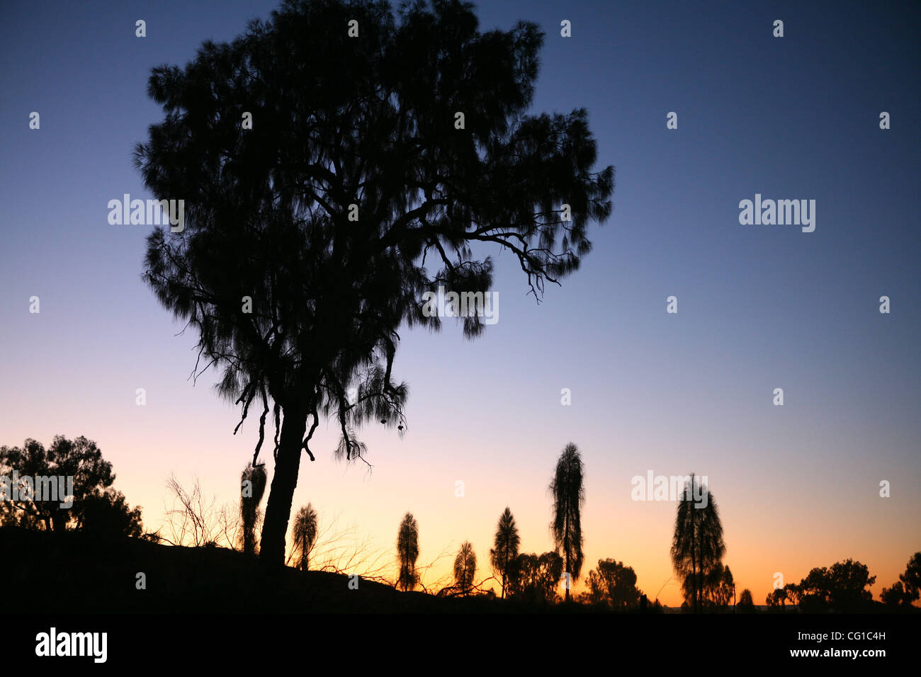 Aug 05, 2007 - Alice Springs, Northern Territory, Australia - Trees are ...