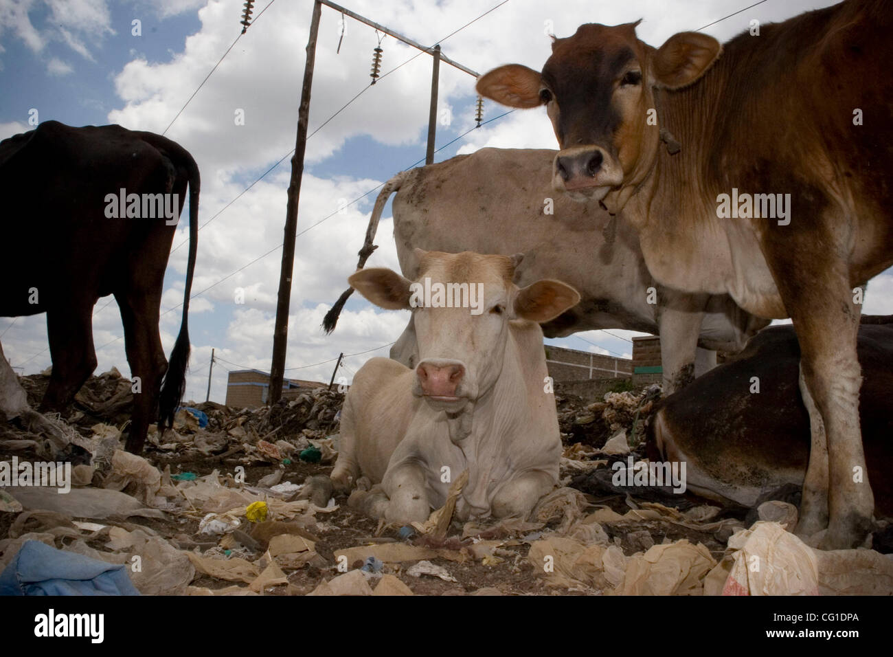 The expanse of the site spreads over 30 acres of land. Groups of ...