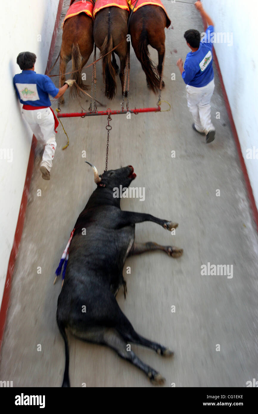 A dead bull is dragged out of the stadium to a nearby building where it ...