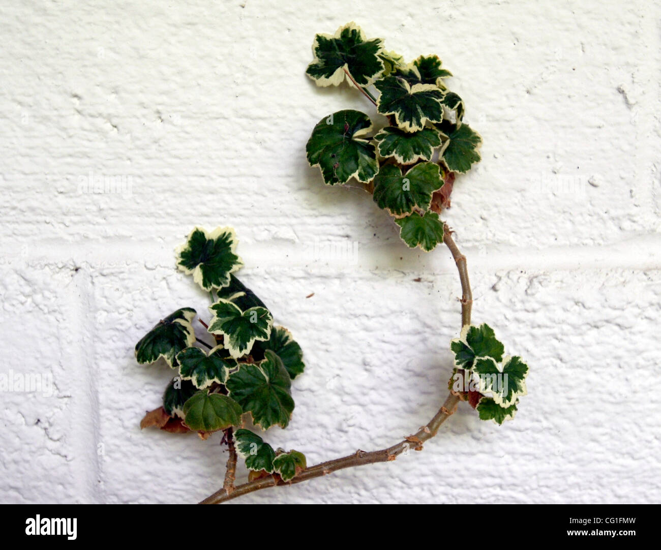 The gardens at Tao House are being restored to look like those of Nobel ...